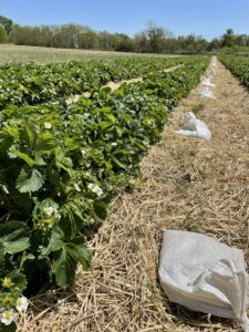 Getting Ready to Plant Strawberries in a Plasticulture System ...