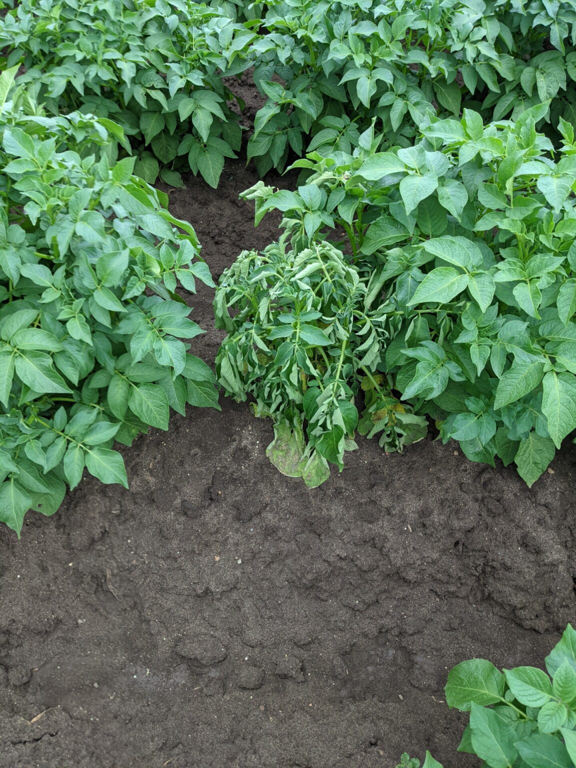 Black leg of Potato | Purdue University Vegetable Crops Hotline