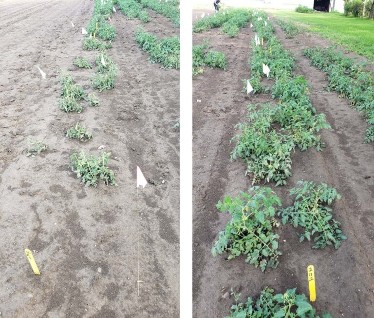 Herbicide Drift on Tomatoes | Purdue University Vegetable Crops Hotline