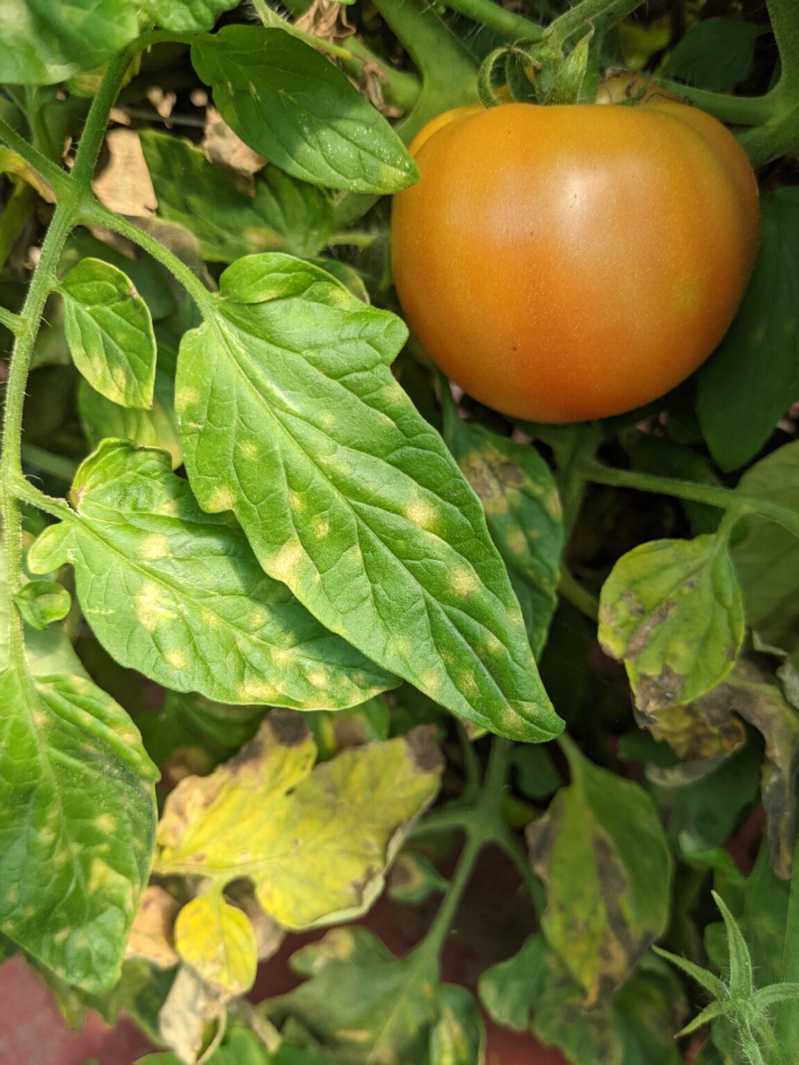 Tomato Leaf Mold Diseases | Purdue University Vegetable Crops Hotline