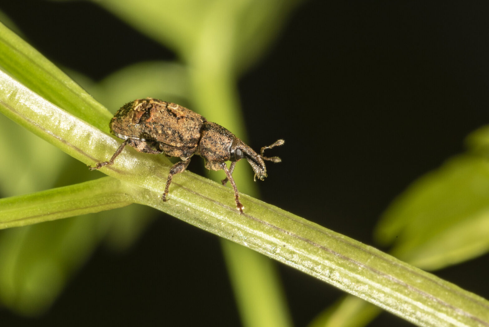 Evaluating Insect Communities on Seven Varieties of Carrots During the ...