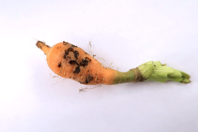 Evaluating Insect Communities on Seven Varieties of Carrots During the ...