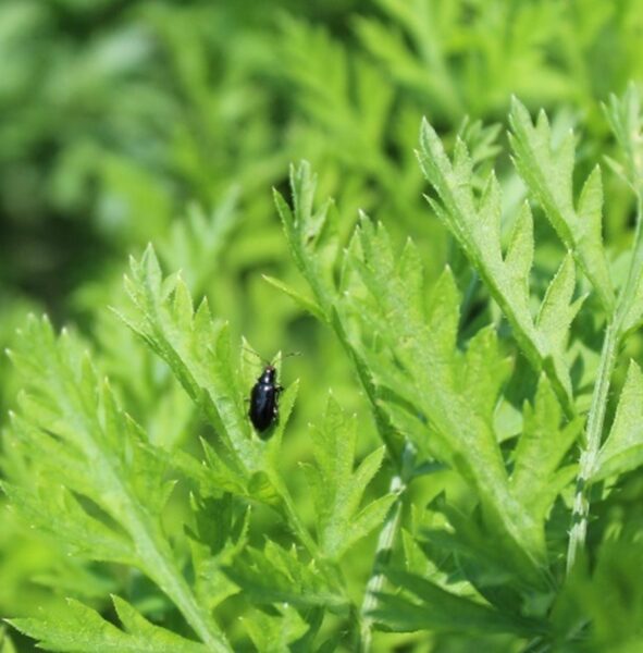 Evaluating Insect Communities on Seven Varieties of Carrots During the ...