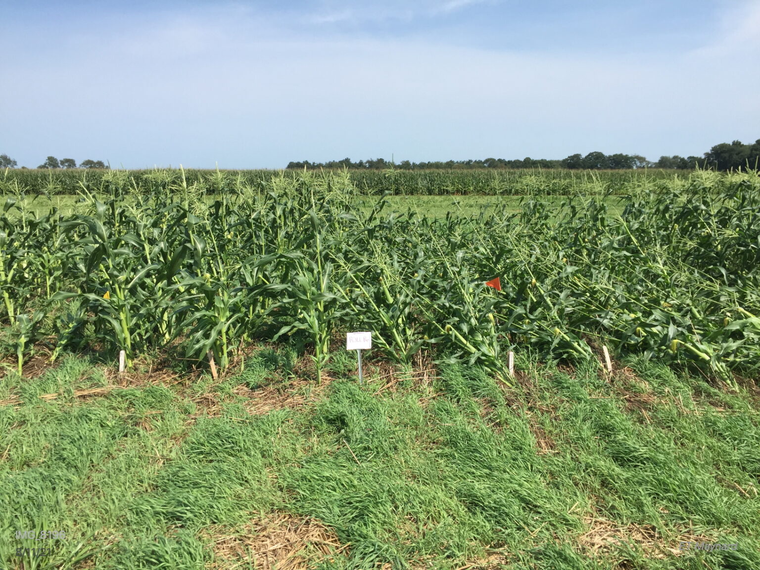 Observations of Sweet Corn Lodging in No-till and Tilled Plots at ...