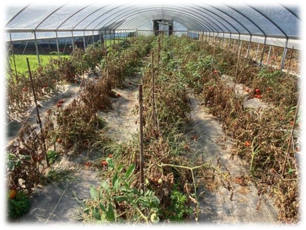 Lookout for Tomato Pinworm: a Rare but Very Hungry Caterpillar that can ...