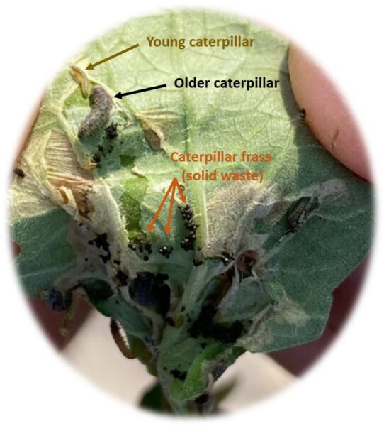 Lookout for Tomato Pinworm: a Rare but Very Hungry Caterpillar that can ...