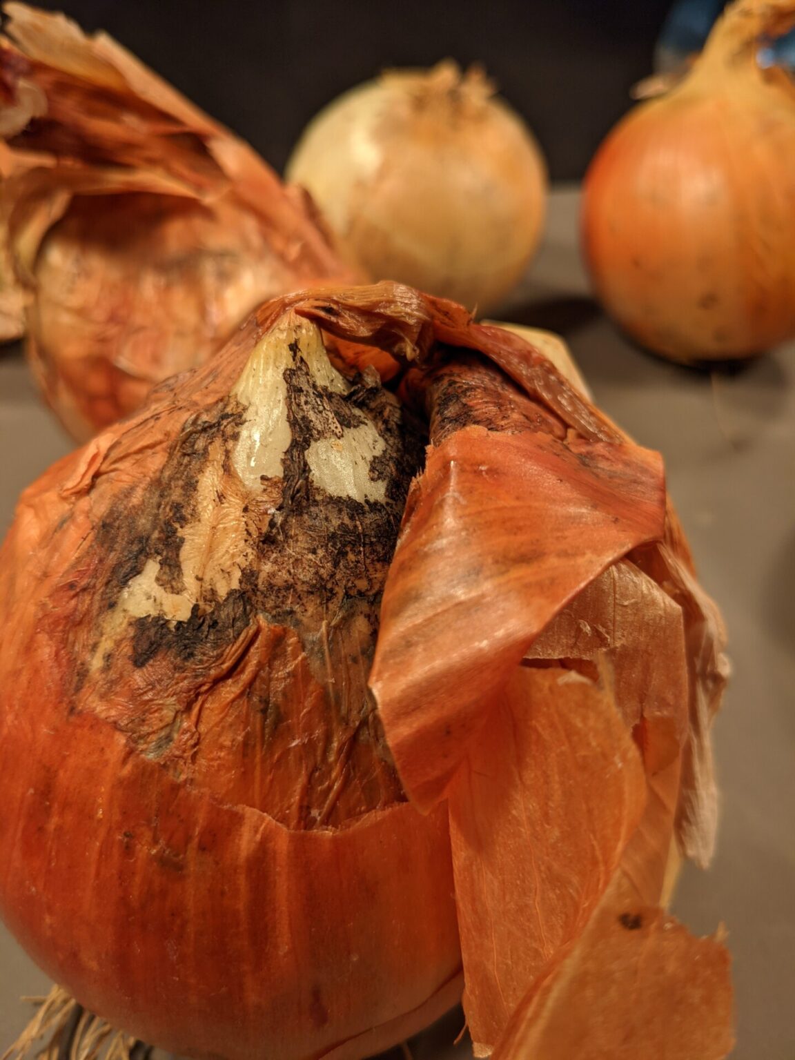Black Mold of Onions | Purdue University Vegetable Crops Hotline