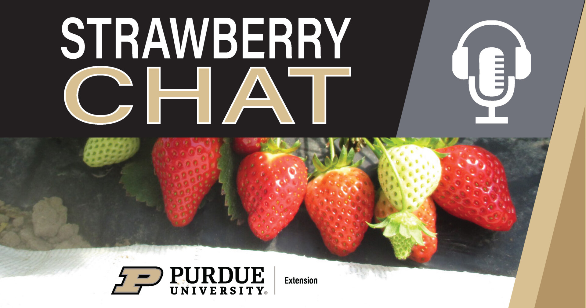 Strawberry Chat, April Episode Recording and May Episode Register ...