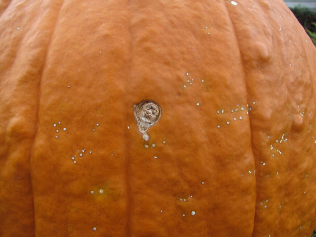 A Brief Primer on Disease Management of Pumpkin | Purdue University ...