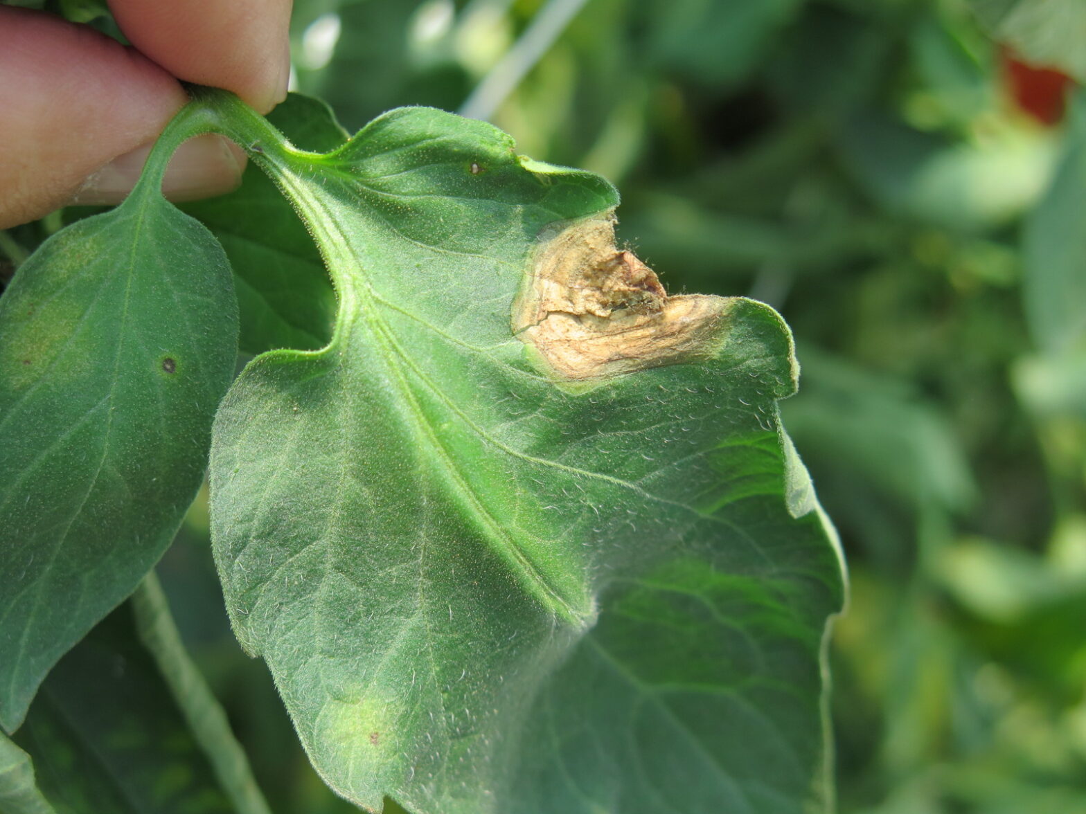 Foliar Diseases of Tomato in Greenhouses | Purdue University Vegetable ...
