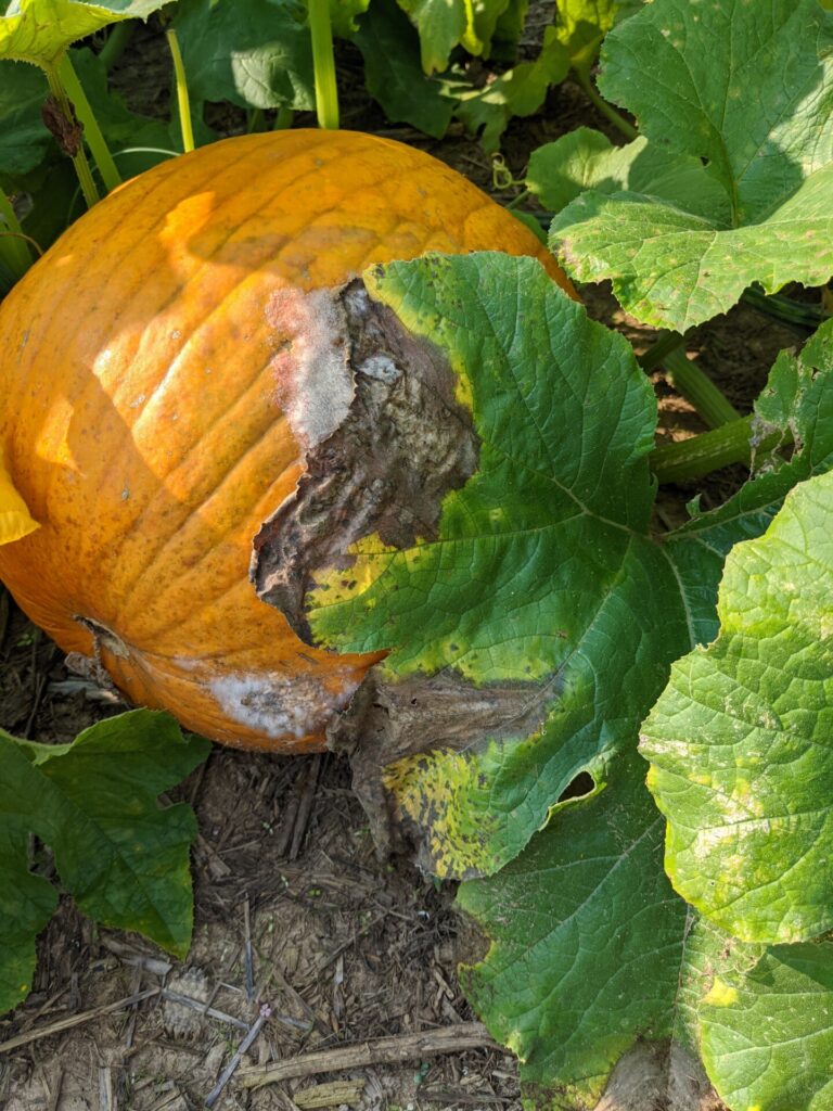 A Brief Primer on Disease Management of Pumpkin | Purdue University ...
