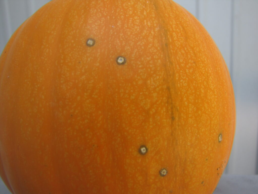 Bacterial leaf spot of Pumpkin | Purdue University Vegetable Crops Hotline