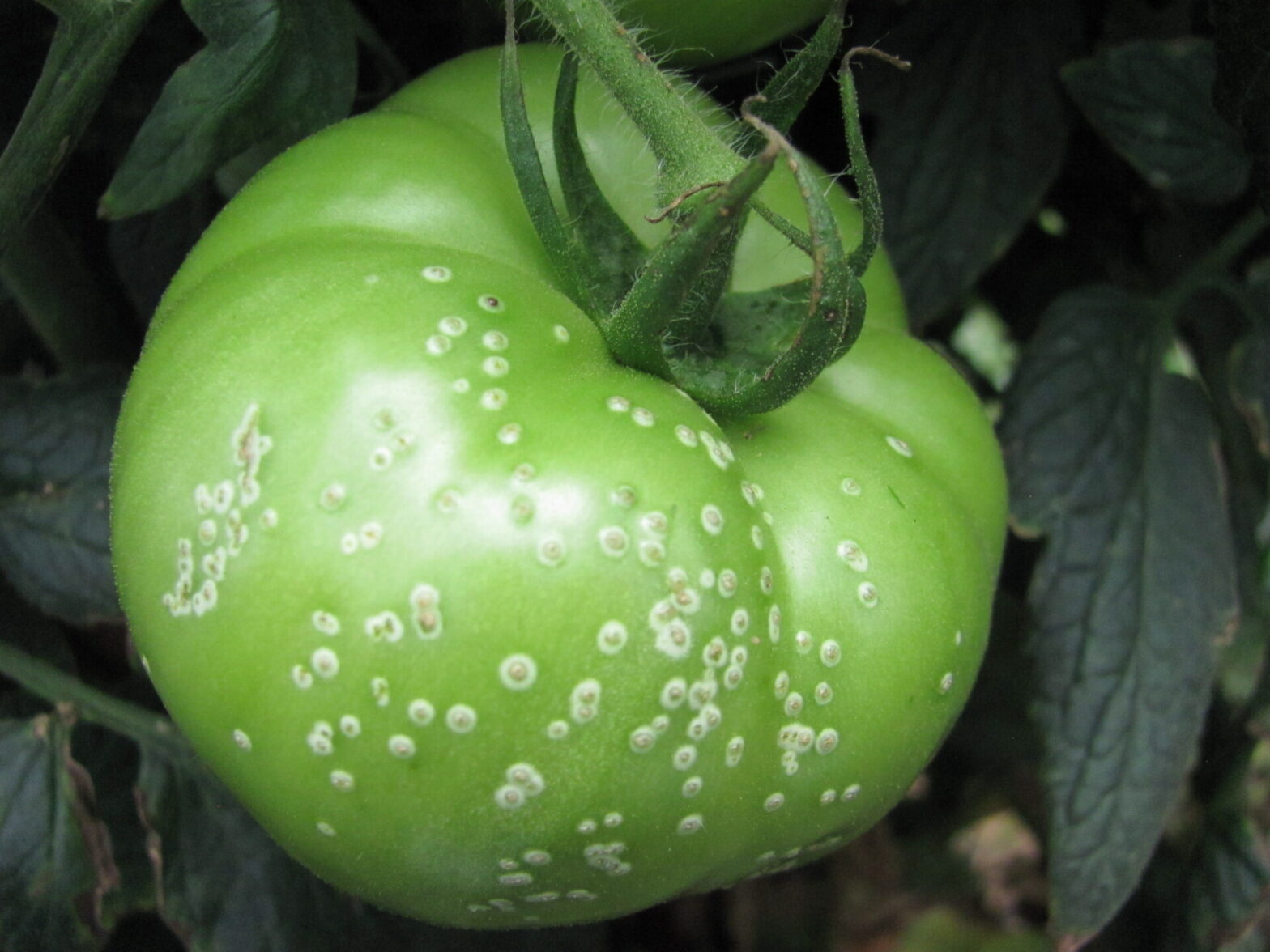 Tomato Bacterial Diseases — Bacterial Canker | Purdue University ...