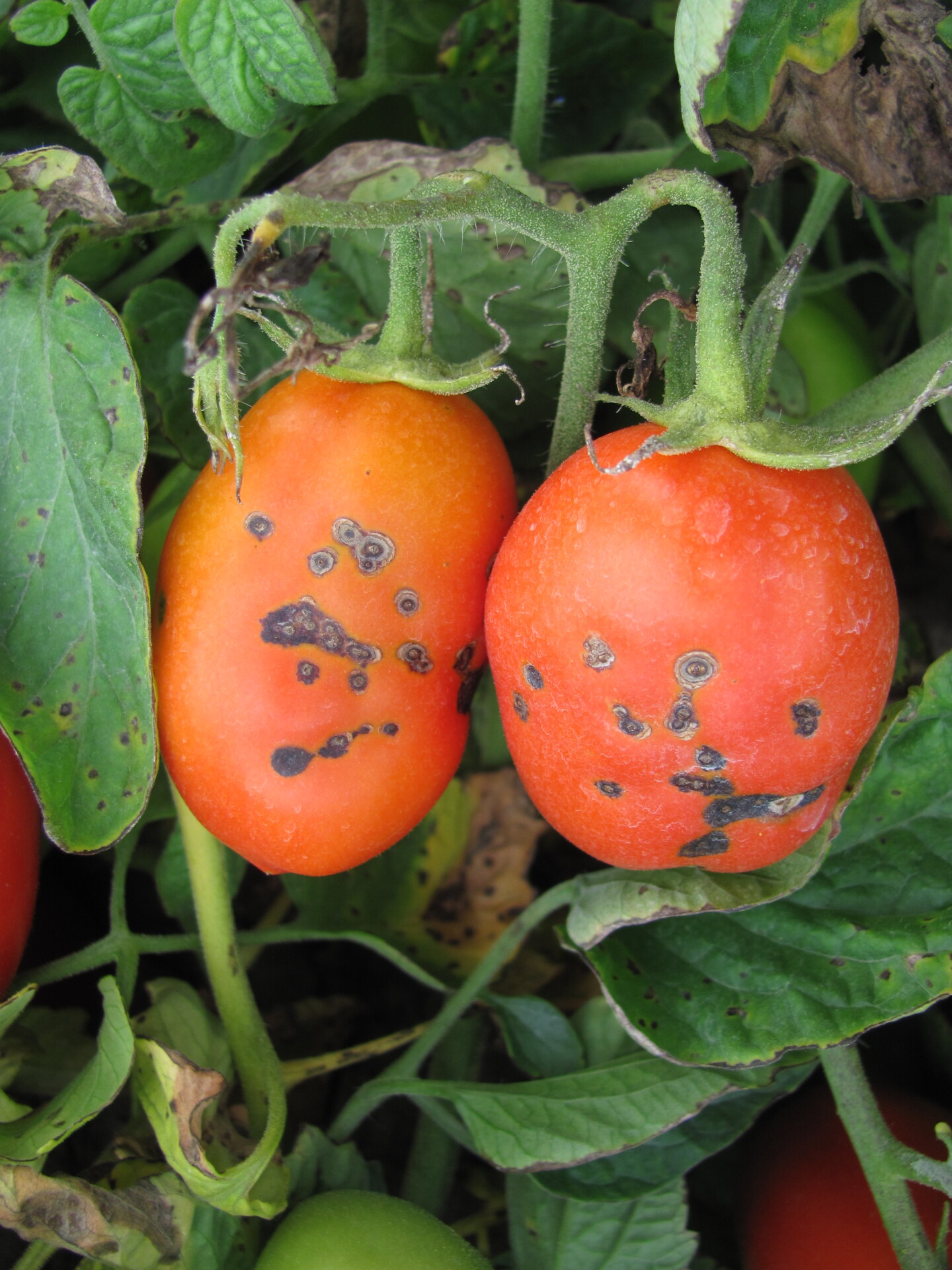 Bacterial Spot Of Tomato Purdue University Vegetable Crops Hotline