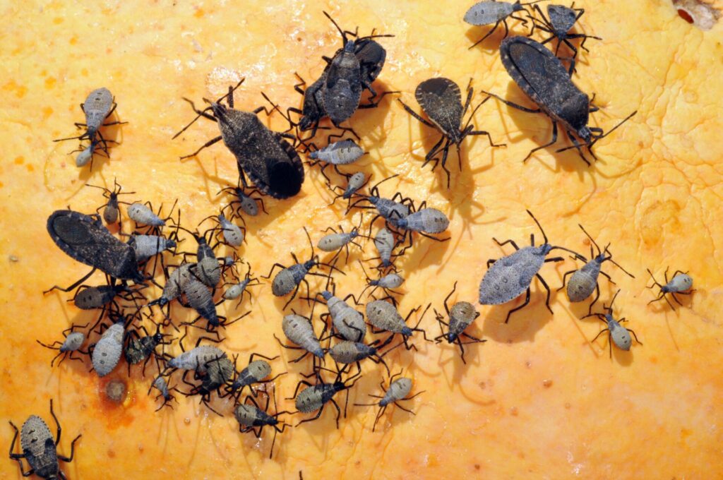 Late Season Pest Management in Pumpkins | Purdue University Vegetable ...