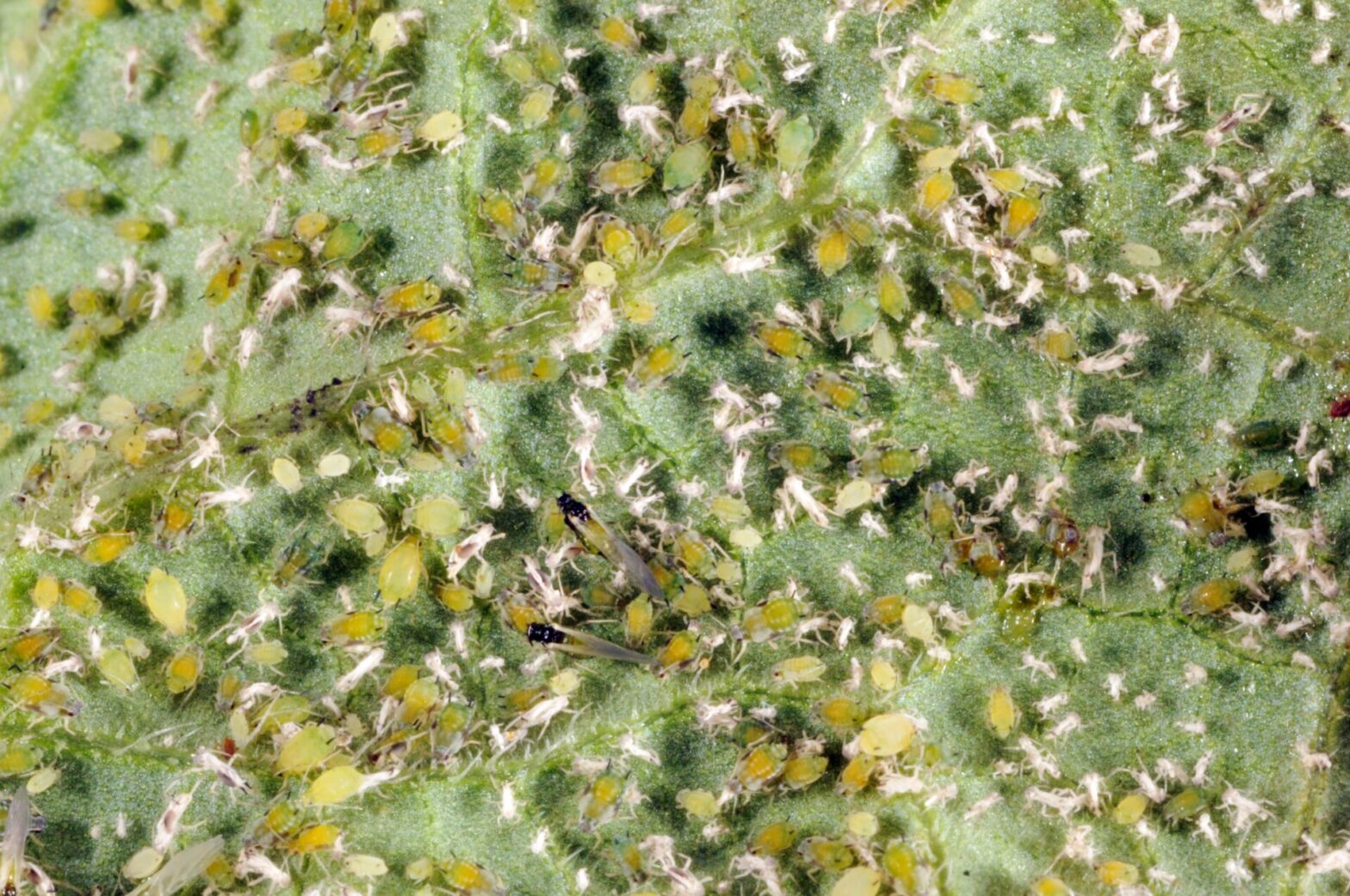 Late Season Pest Management in Pumpkins | Purdue University Vegetable ...