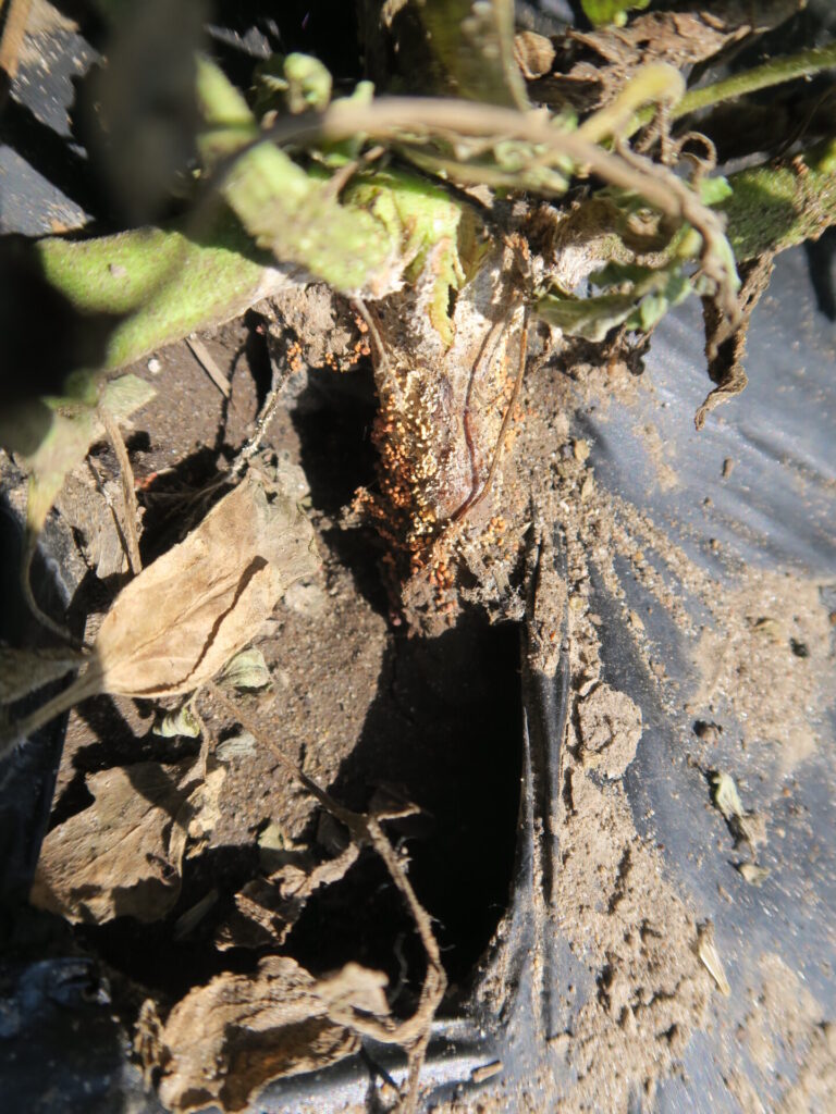 Southern Blight of Tomato and Pepper | Purdue University Vegetable ...