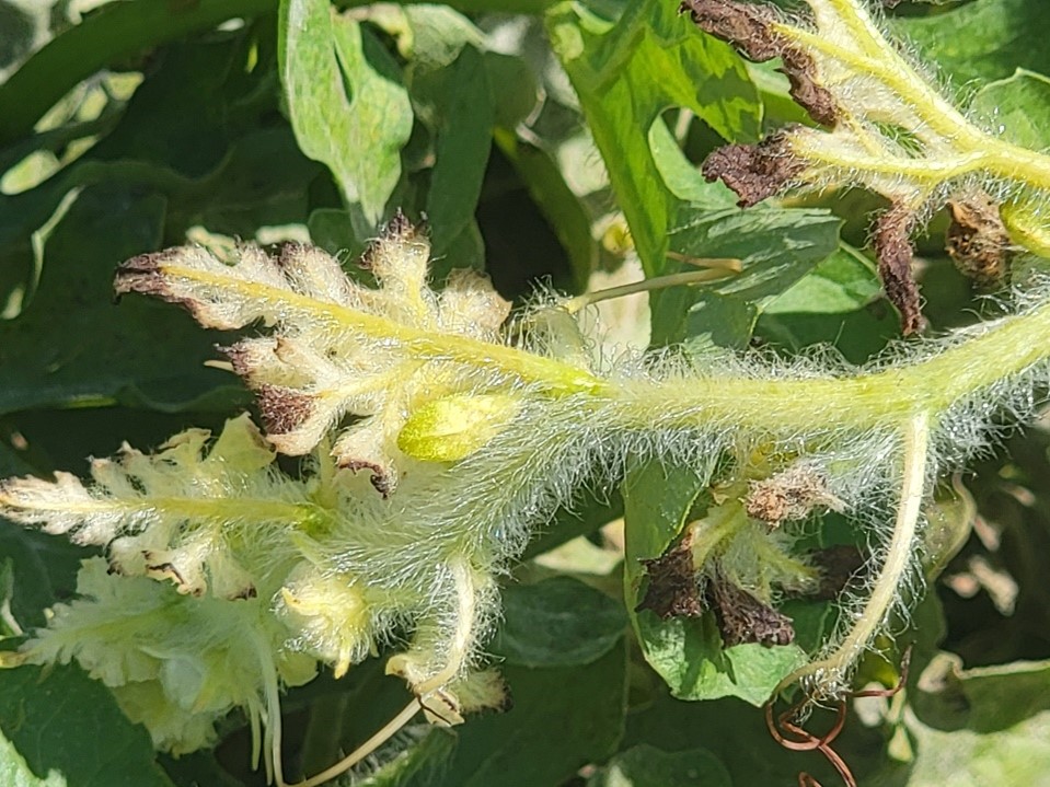 Pumpkin and Watermelon Herbicide Injury Symptoms – In Photos | Purdue ...