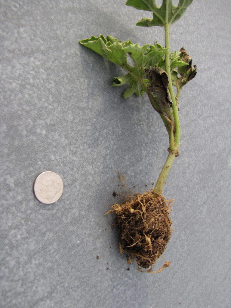 Root knot nematode of Watermelon | Purdue University Vegetable Crops ...