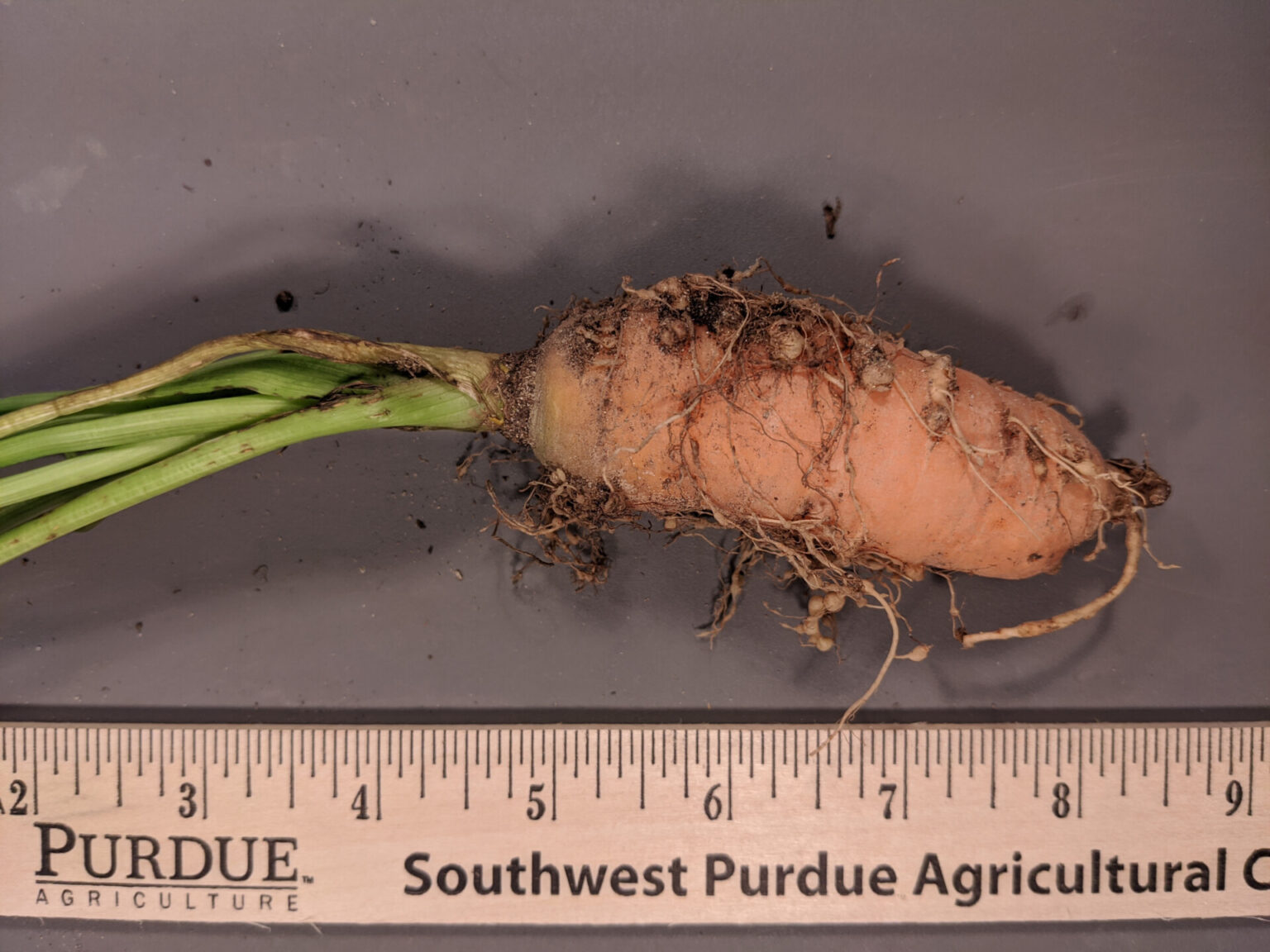 Root-knot Nematode may be a Hidden Problem in High Tunnels | Purdue ...
