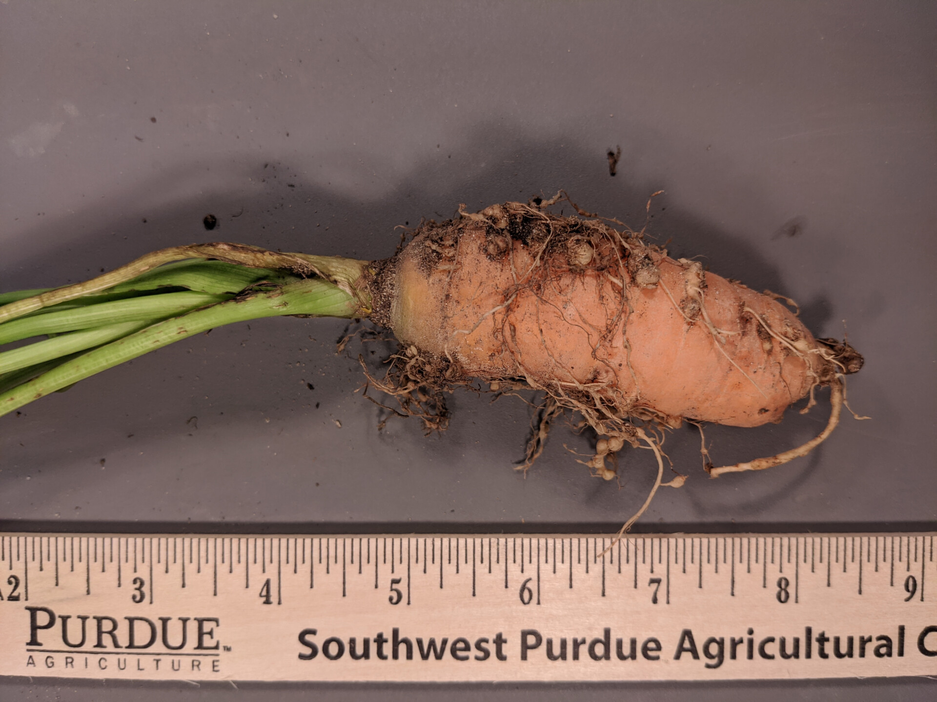 Root-knot Nematode may be a Hidden Problem in High Tunnels | Purdue ...