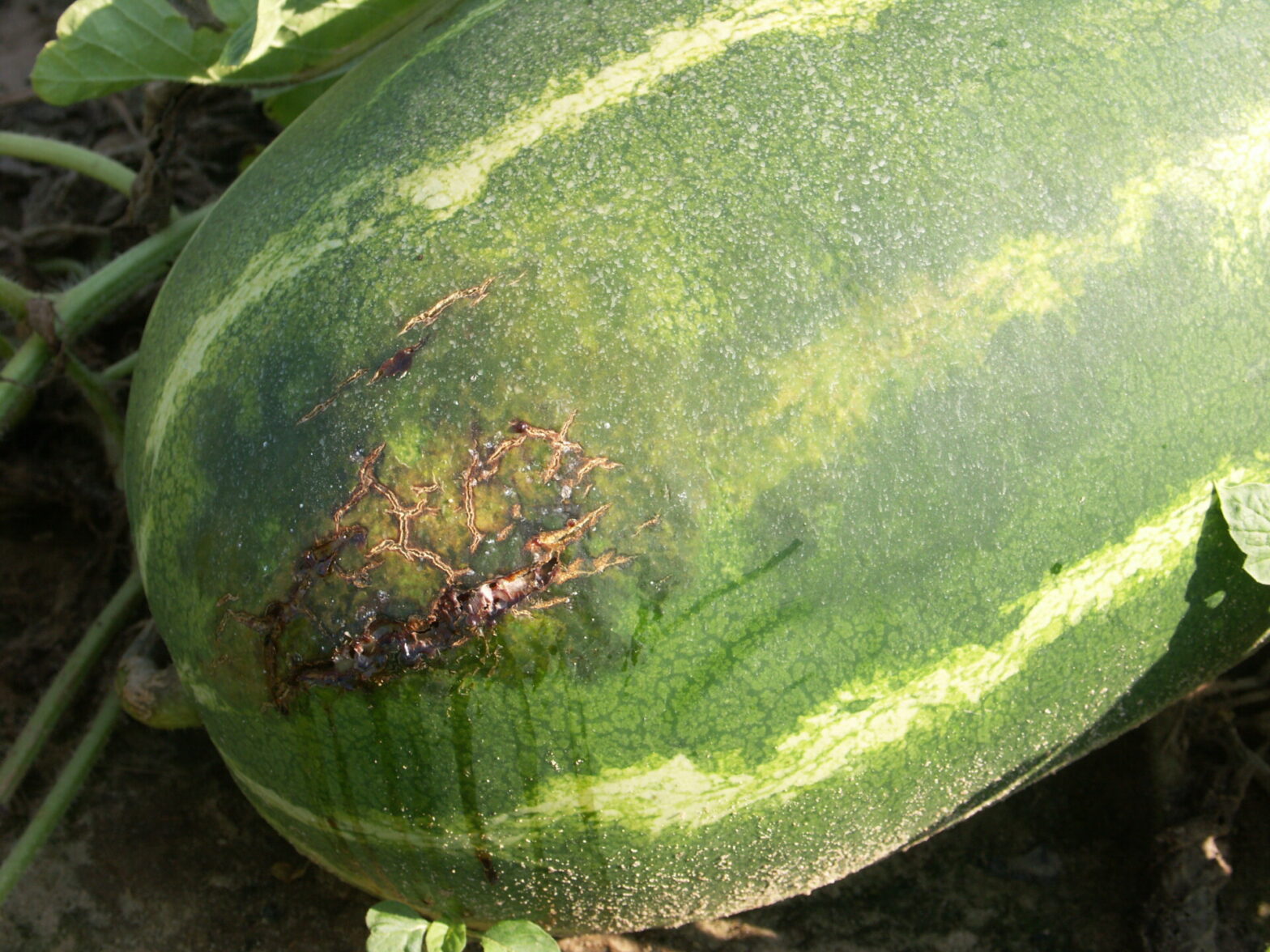 Bacterial fruit blotch of Watermelon | Purdue University Vegetable ...