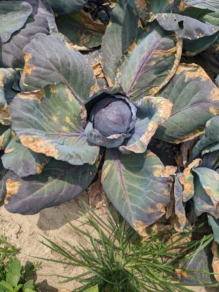 Black rot of Brassica Crops | Purdue University Vegetable Crops Hotline