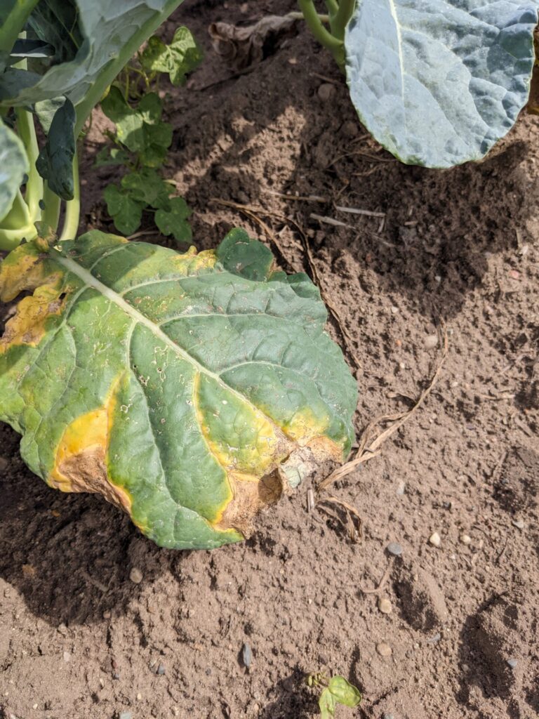 Black rot of Brassica Crops | Purdue University Vegetable Crops Hotline