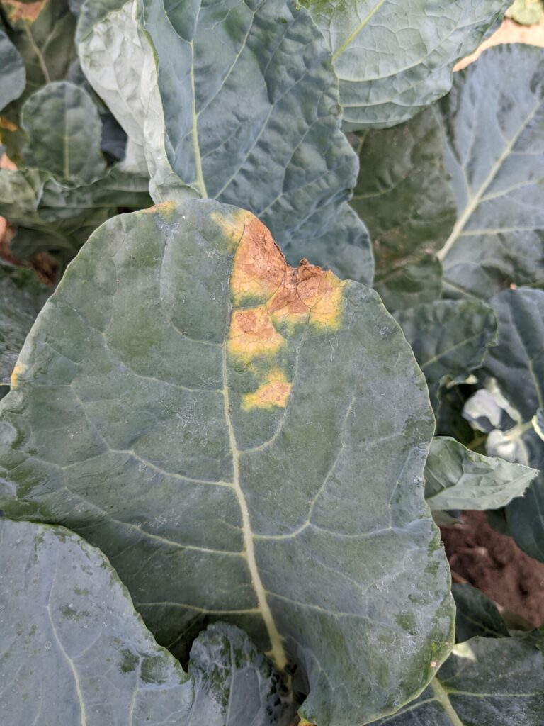 Black rot of Brassica Crops | Purdue University Vegetable Crops Hotline