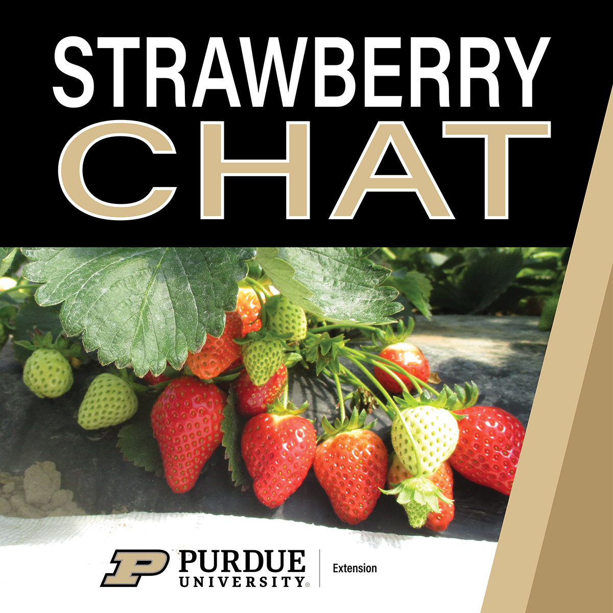 Strawberry Chat Update | Purdue University Vegetable Crops Hotline