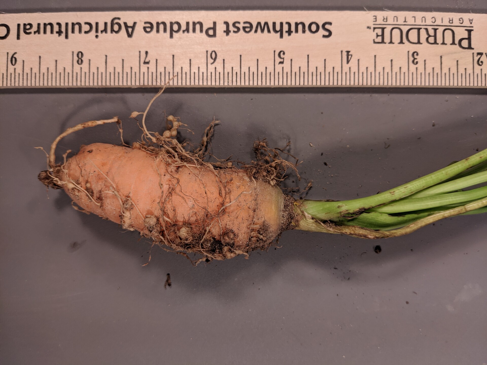 Root-knot Nematode may be a Hidden Problem in High Tunnels | Purdue ...