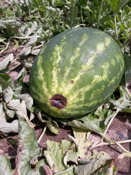 Blossom-end rot of Watermelon | Purdue University Vegetable Crops Hotline