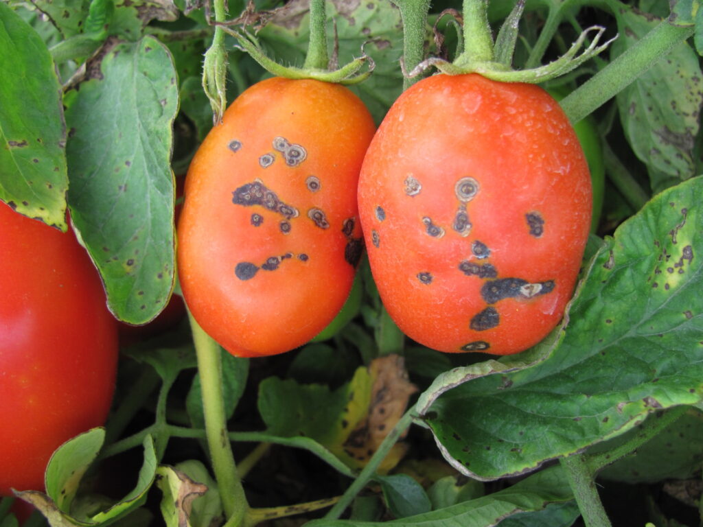 Bacterial spot | Purdue University Vegetable Crops Hotline