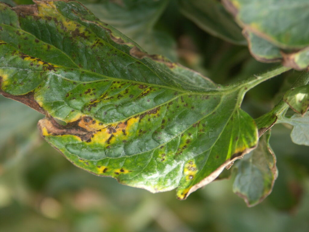 Bacterial spot | Purdue University Vegetable Crops Hotline
