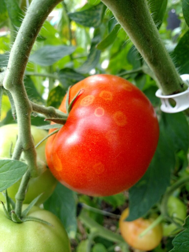 Gray mold | Purdue University Vegetable Crops Hotline