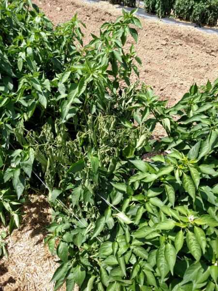 Southern blight of Pepper | Purdue University Vegetable Crops Hotline