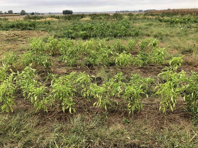 Are You Thinking of Applying Compost to Your Soils? | Purdue University ...