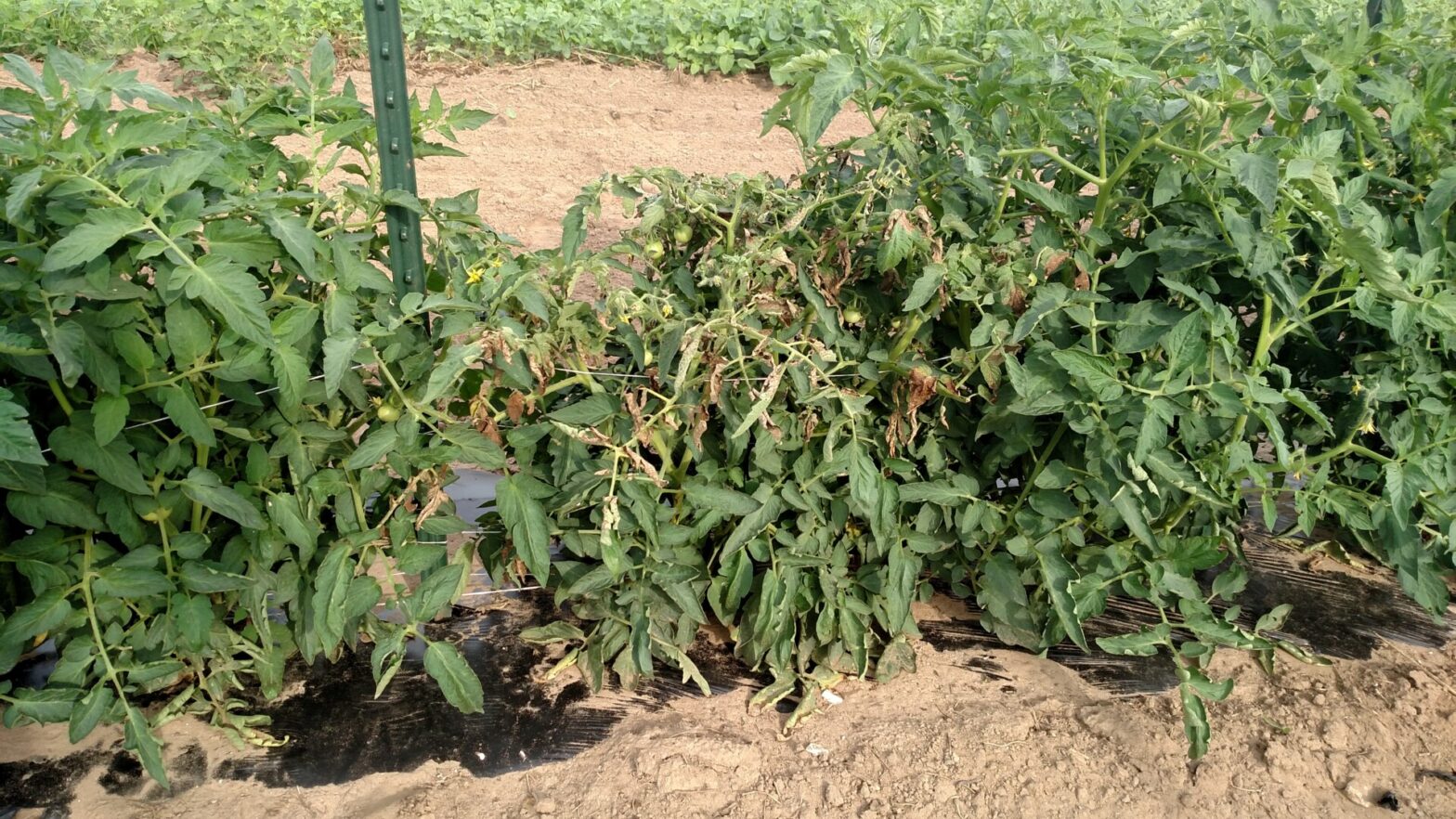 Tomato spotted wilt virus | Purdue University Vegetable Crops Hotline
