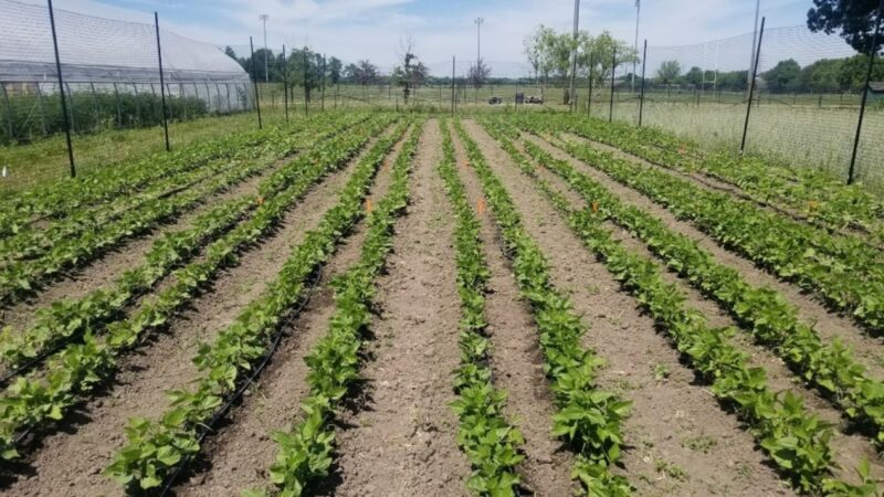 A Large Grain for the Small Farm? | Purdue University Vegetable Crops ...