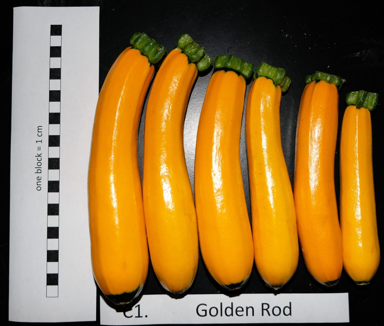 Planning on Growing Summer Squash this Summer? | Purdue University ...