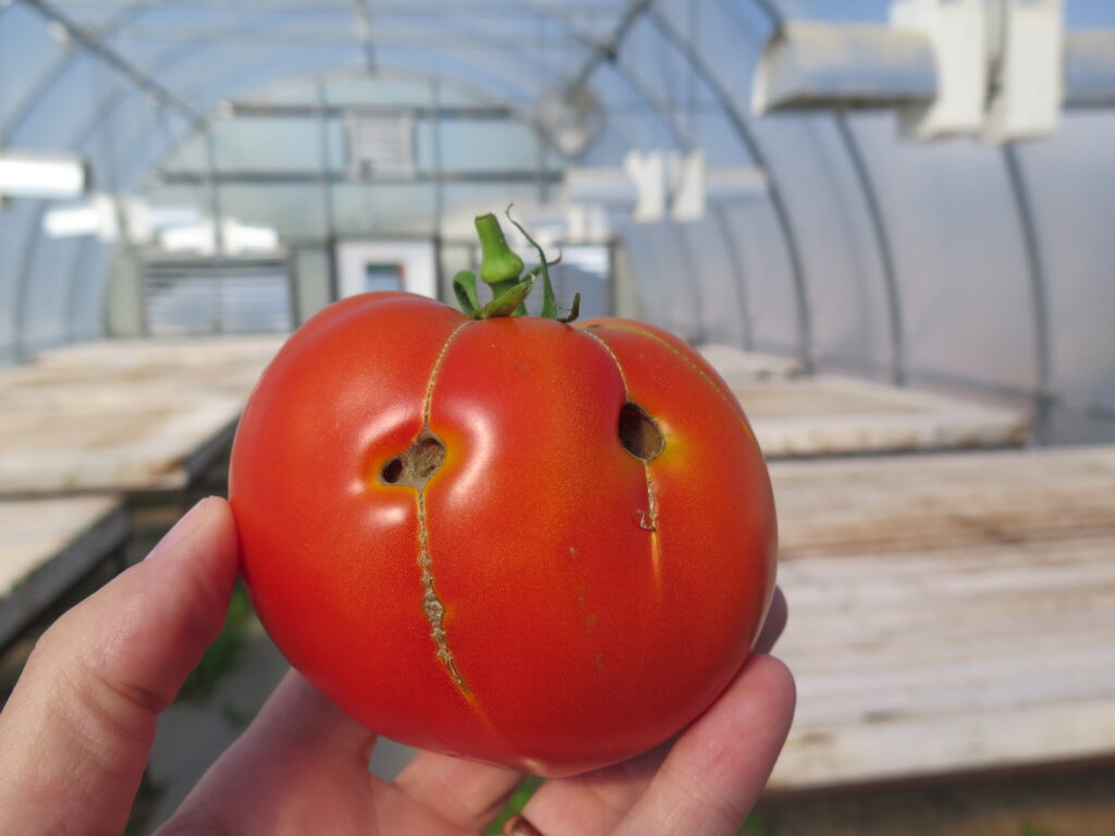 Zippering | Purdue University Vegetable Crops Hotline