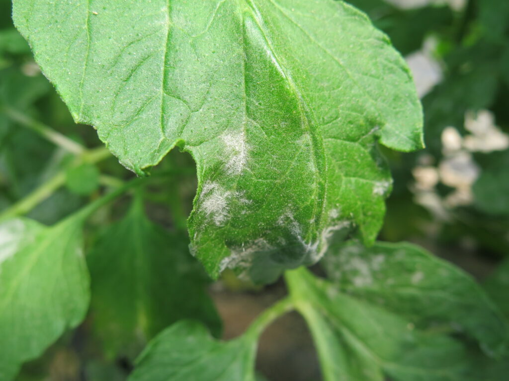 Powdery mildew | Purdue University Vegetable Crops Hotline