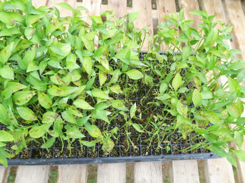 Bacterial spot of Pepper | Purdue University Vegetable Crops Hotline