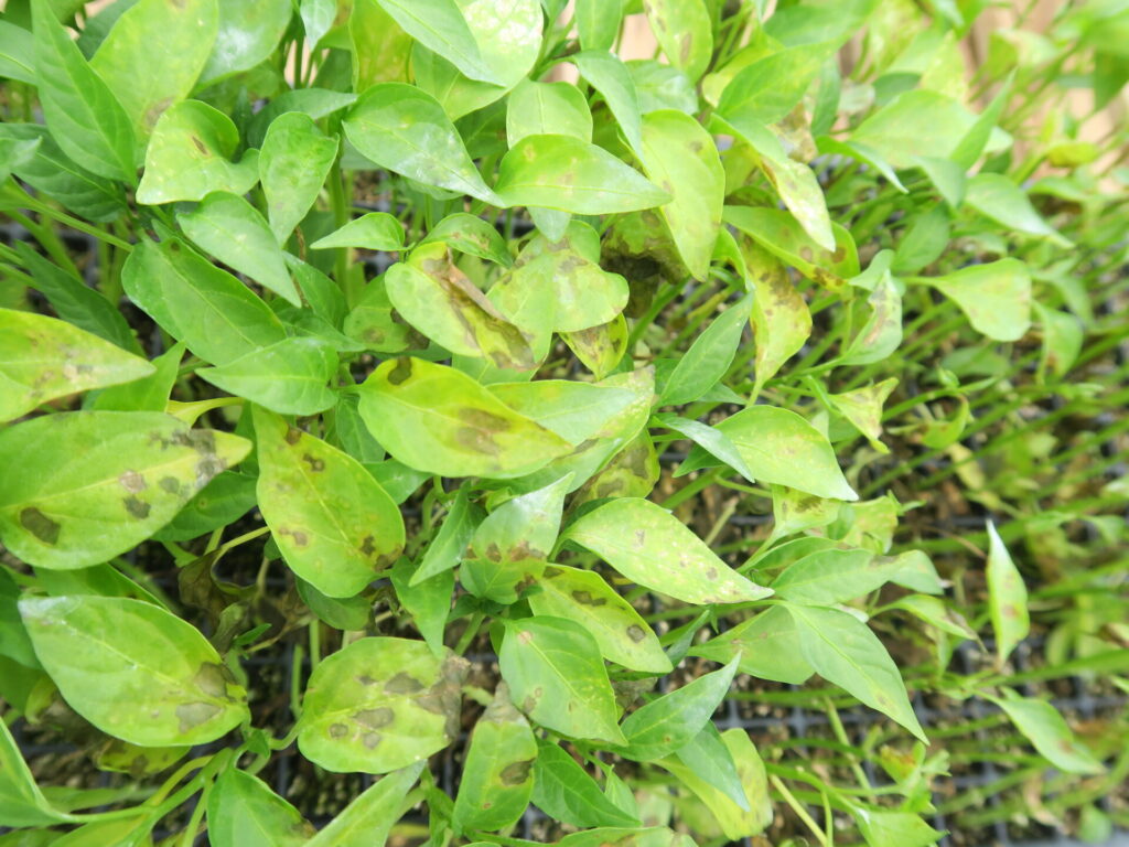 Bacterial spot of Pepper | Purdue University Vegetable Crops Hotline