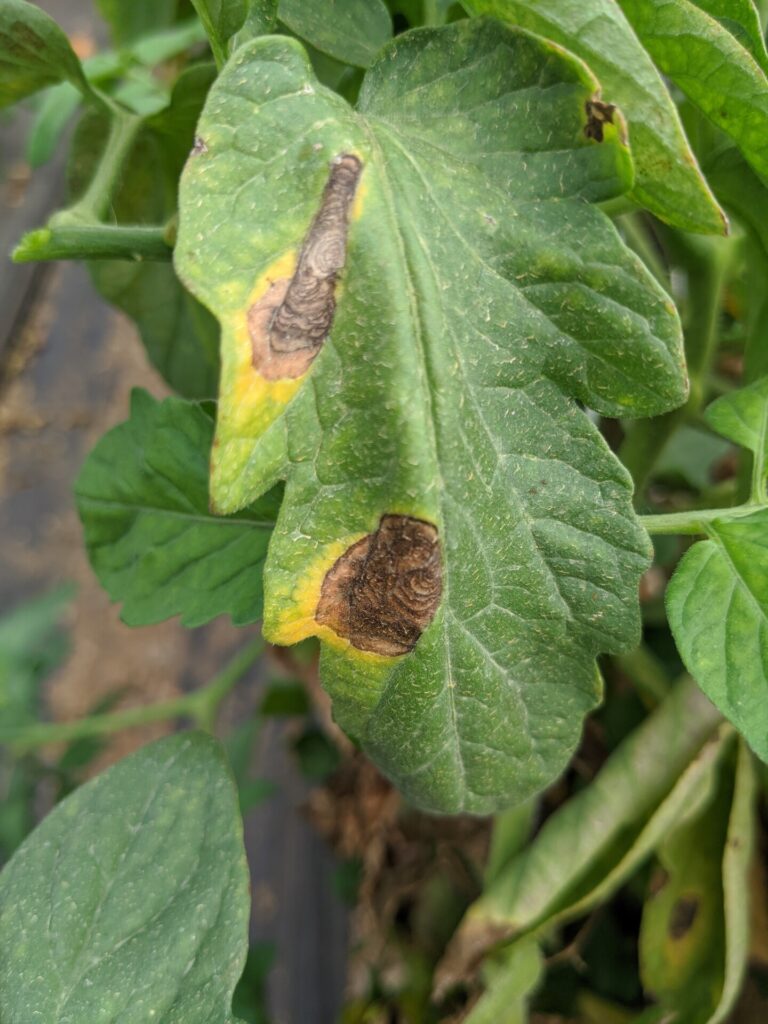 Early blight | Purdue University Vegetable Crops Hotline