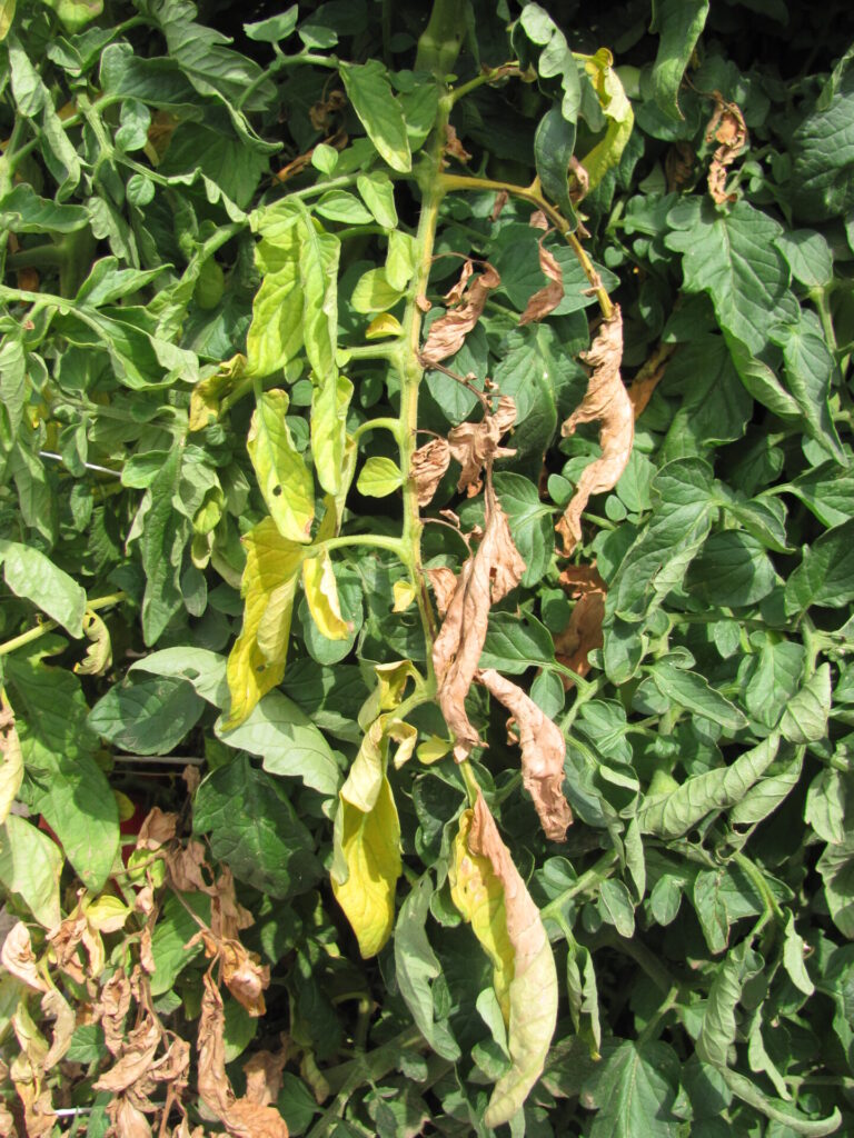 Fusarium wilt | Purdue University Vegetable Crops Hotline