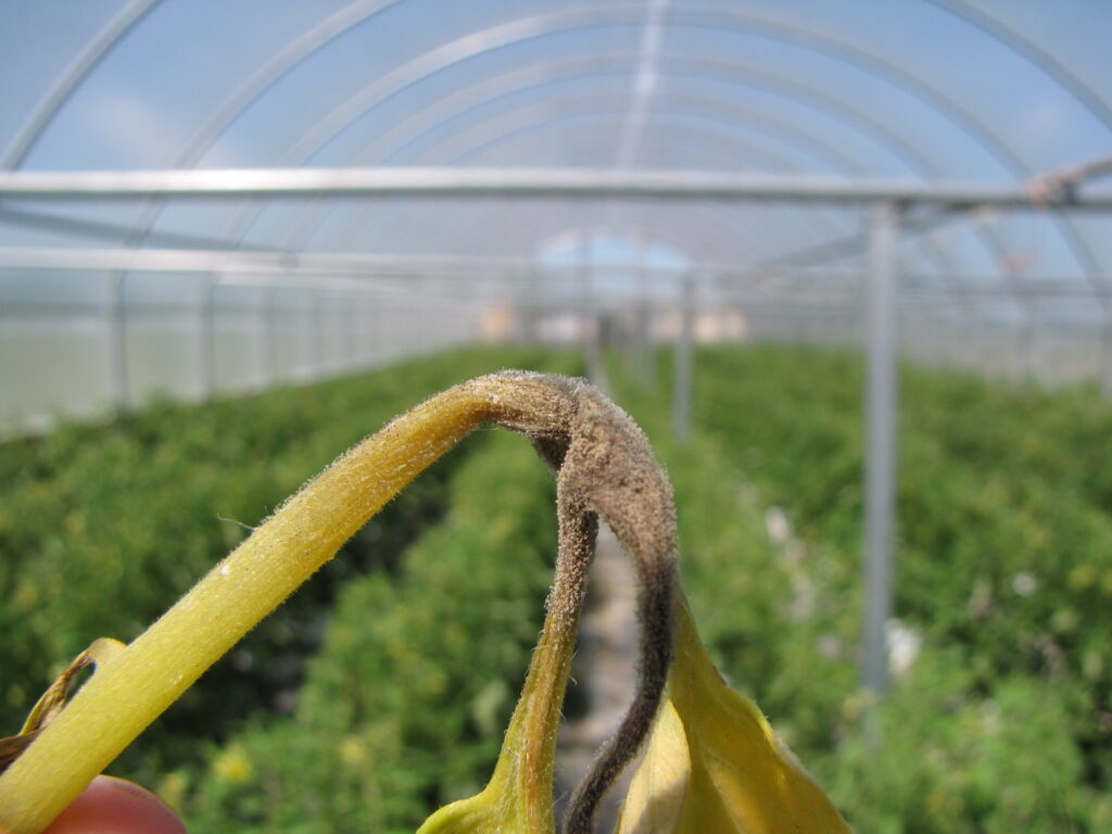 Gray mold | Purdue University Vegetable Crops Hotline