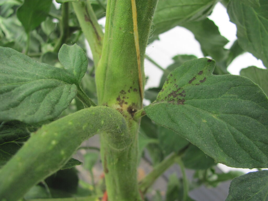Pith necrosis | Purdue University Vegetable Crops Hotline