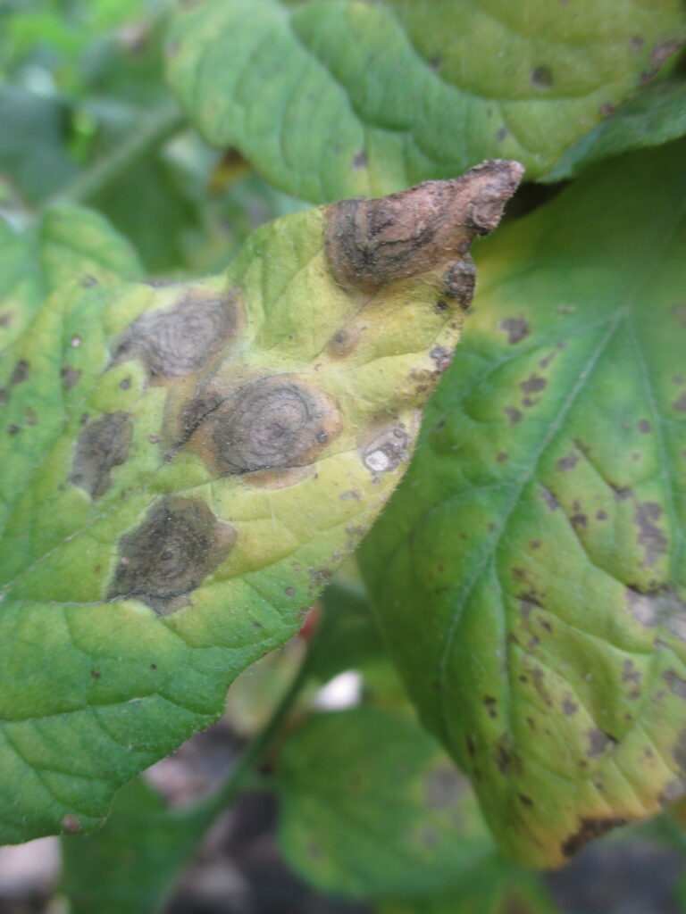 Target spot | Purdue University Vegetable Crops Hotline