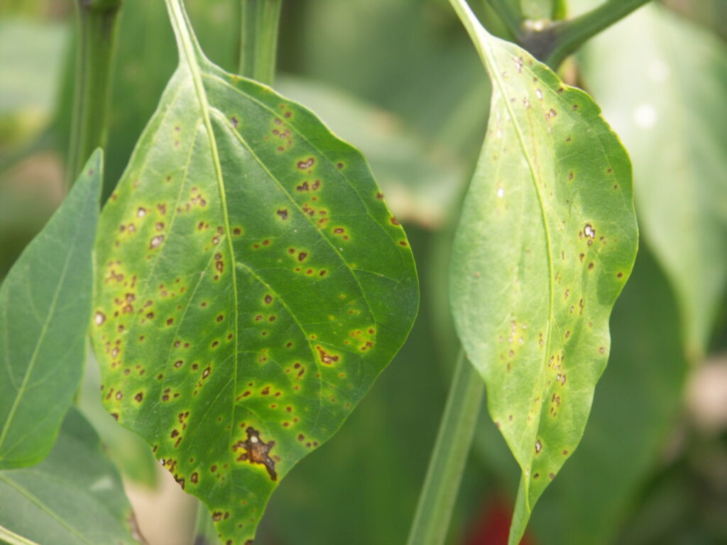 Bacterial spot of Pepper | Purdue University Vegetable Crops Hotline